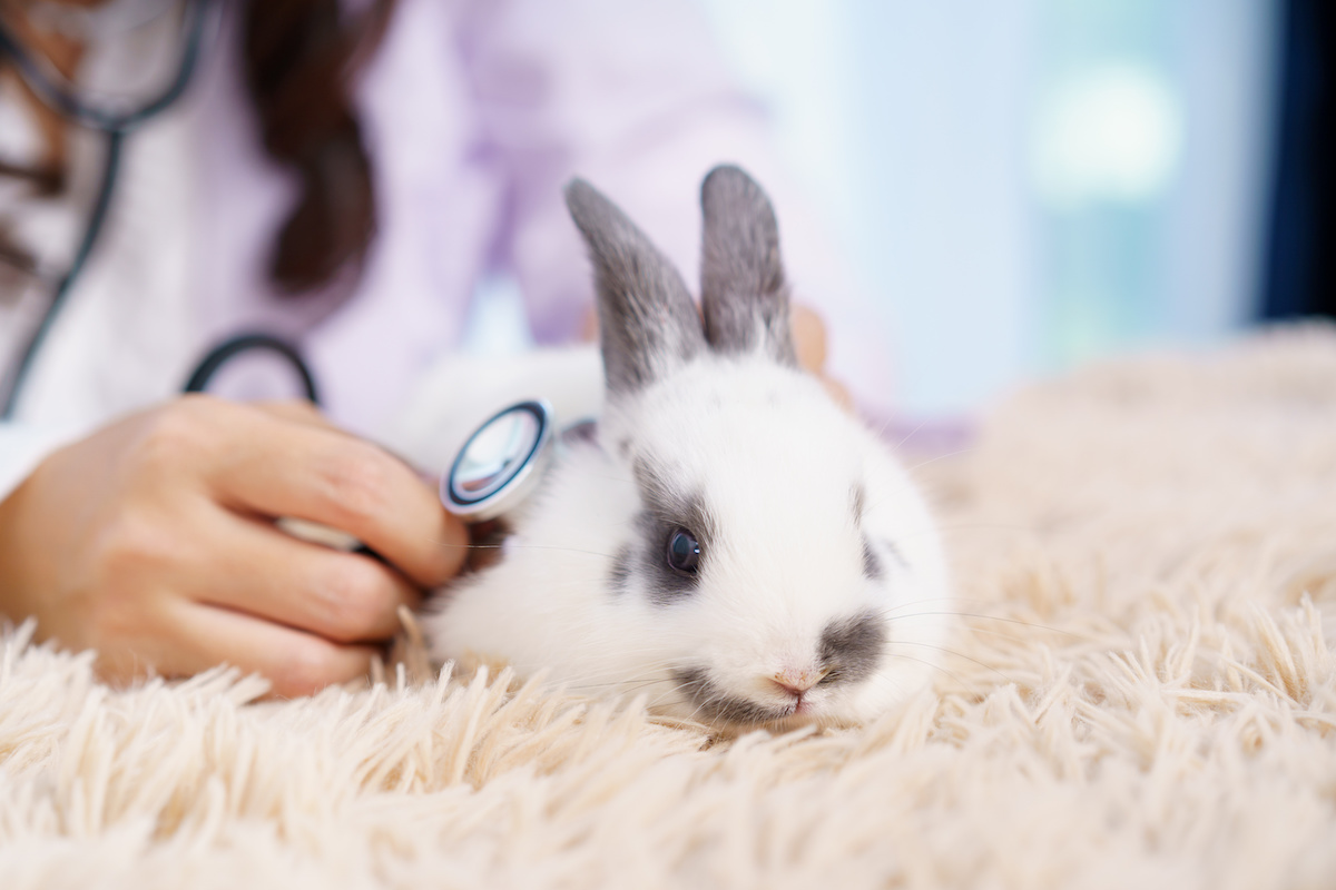 Veterinary Diuretics | SaveWay Compounding Pharmacy